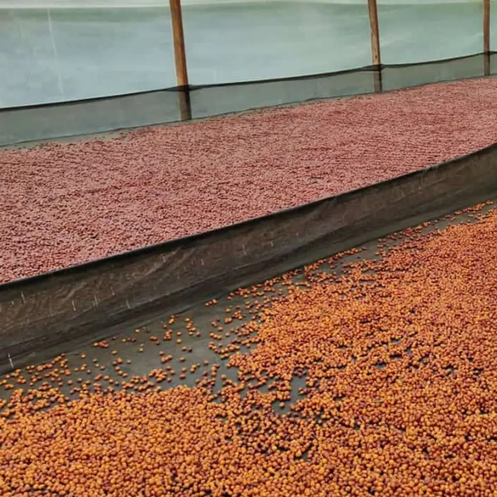 Kolumbie EL DIVISO - Ombligon 200g | HAYB Speciality Coffee | Kofio.cz