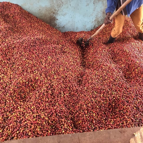 Rwanda HORIZON NATURAL | Father's Coffee Roastery | Kofio.cz