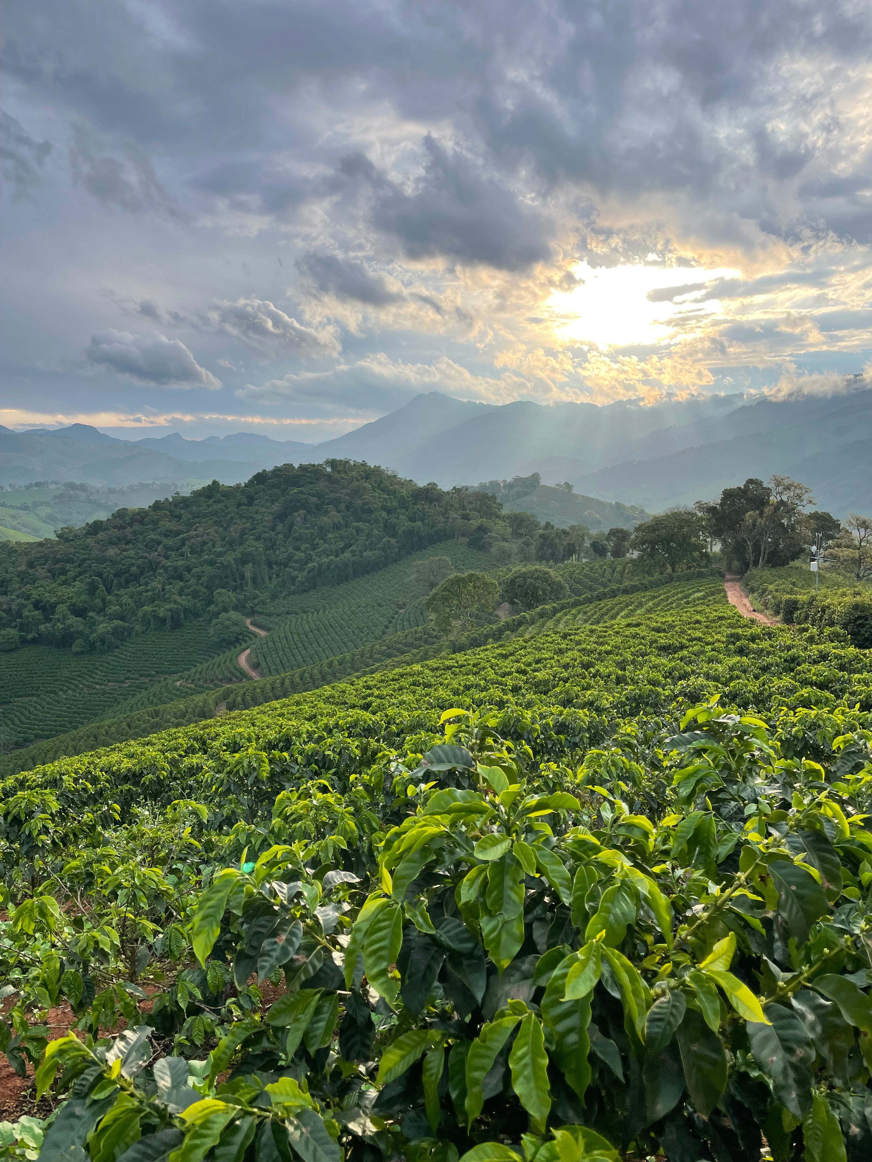 Kostarika EL ARROYO | Momos Coffee | Kofio.cz