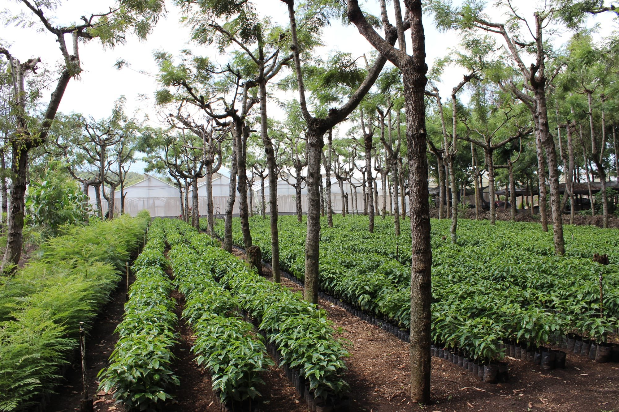 SWEDISH CHRISTMAS COFFEE - Julkaffe 2025 | Gringo Nordic | Kofio.cz