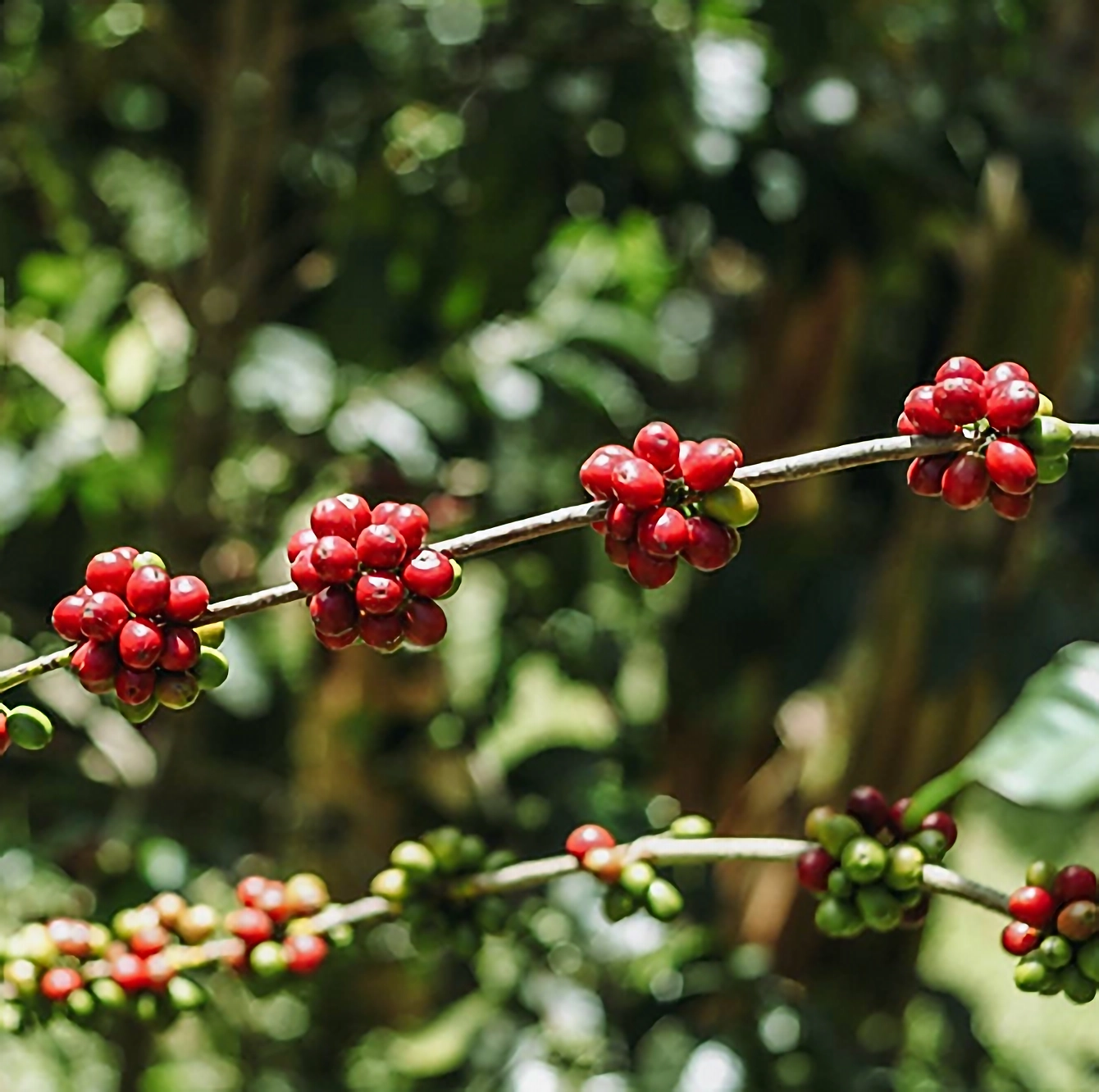 SWEDISH CHRISTMAS COFFEE - Julkaffe 2025 | Gringo Nordic | Kofio.cz