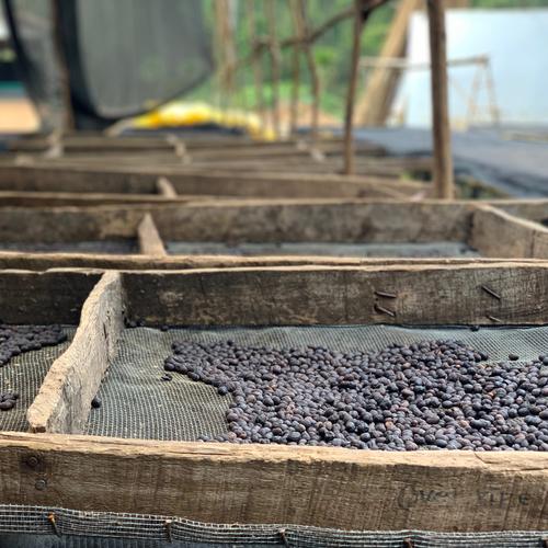 Etiopie BESHASHA 11/24 | Mia Coffee Roastery | Kofio.cz