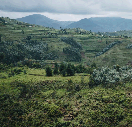 Uganda KUOSHA CRISP - espresso | Illegal Beans | Kofio.cz
