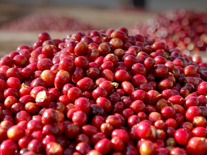 Uganda KUOSHA CRISP - espresso | Illegal Beans | Kofio.cz