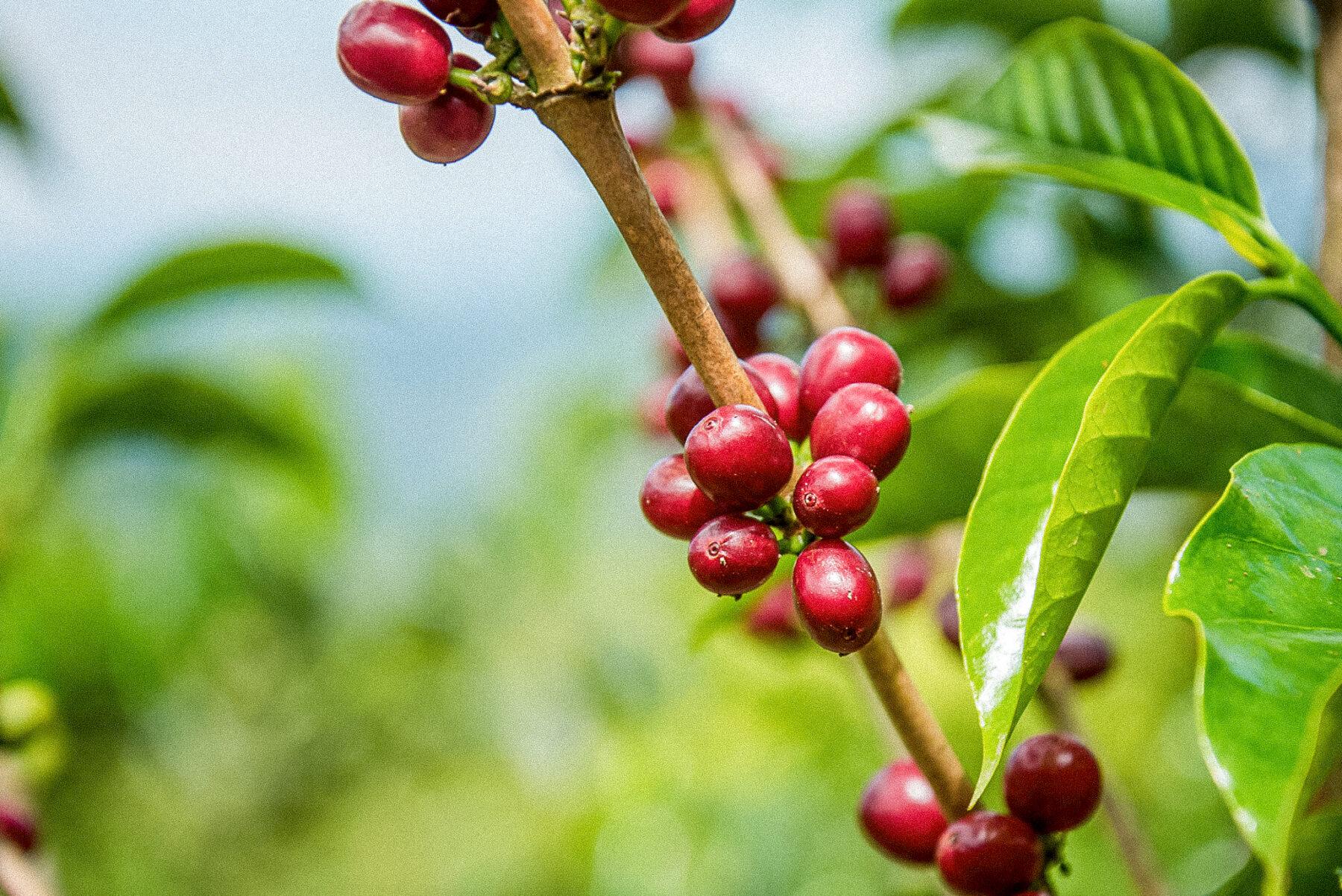 Kolumbie FINCA MILAN | People Possession | Kofio.cz