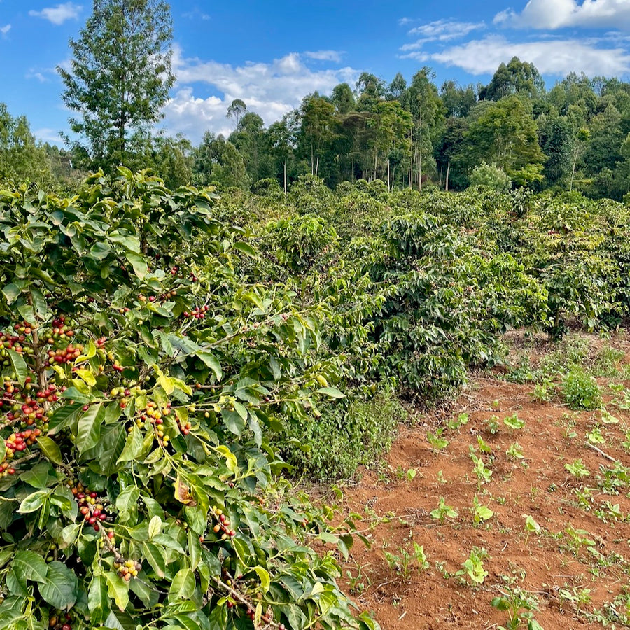 Etiopie MEME | People Possession | Kofio.cz