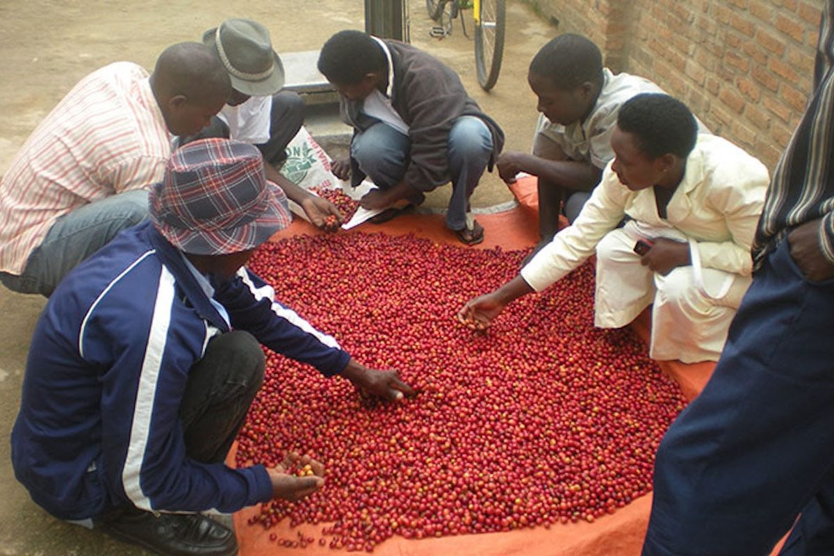 Rwanda GITESI IMBUTO | Candycane Coffee | Kofio.cz